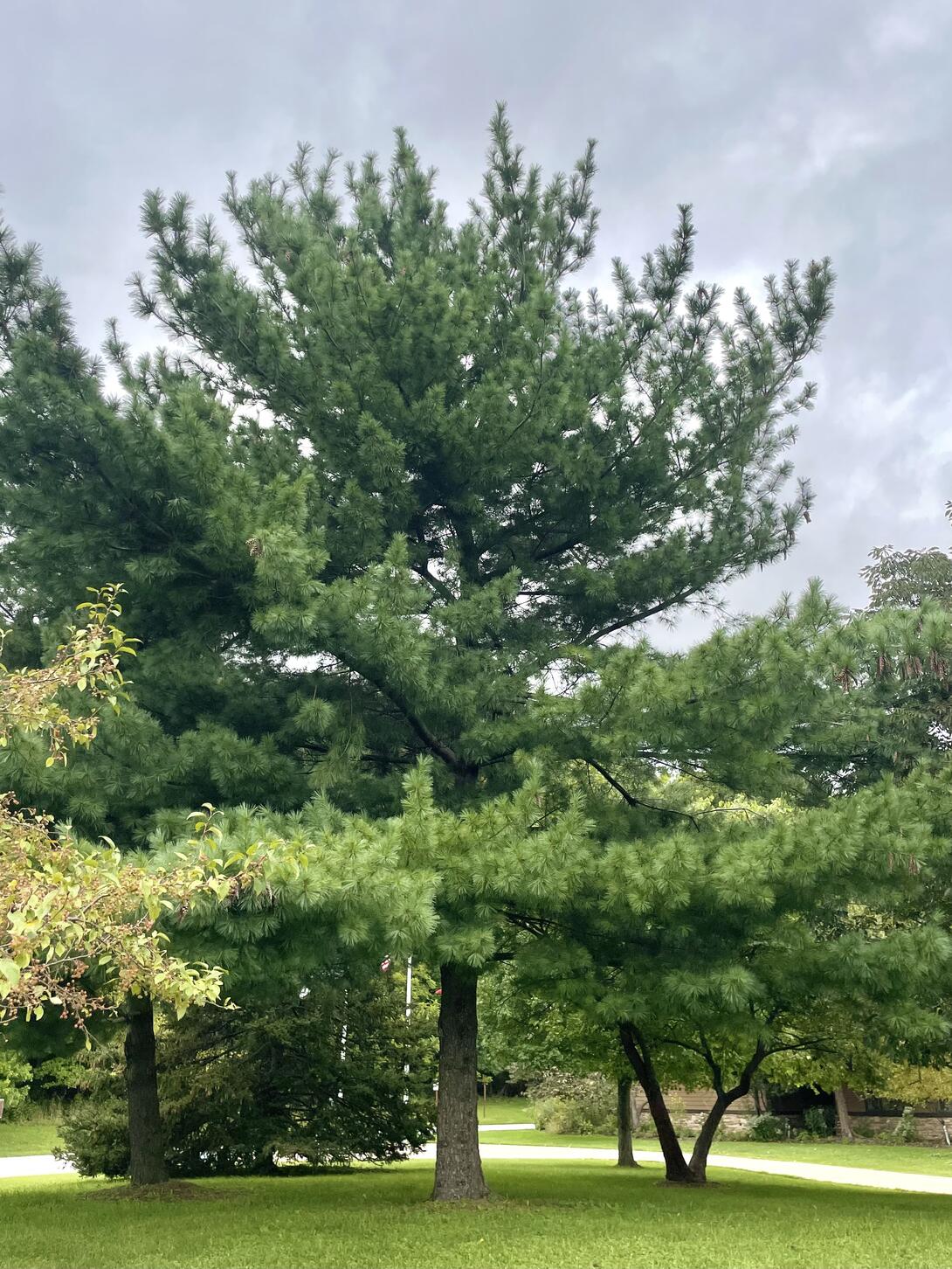 White Pine | CMP Tree Selection Tool